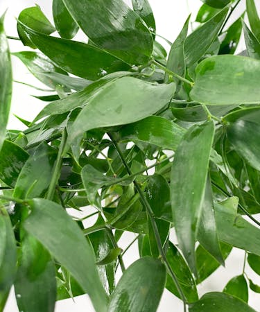 Italian Ruscus Bunch | Shirley's Flower Studio